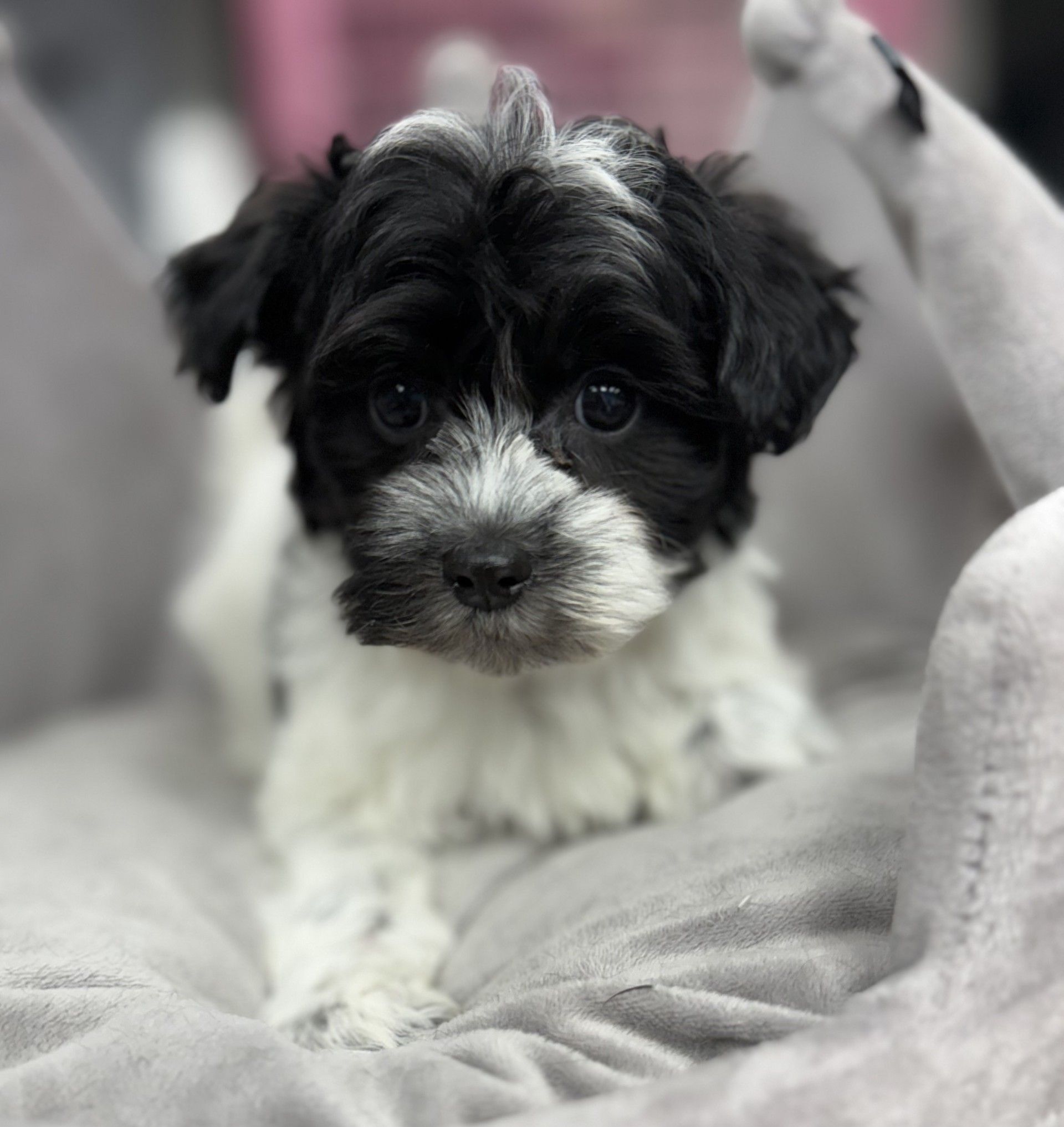 Reputable Toy & Small Dog Breeder in Wisconsin | Tiny Tykes Puppies LLC