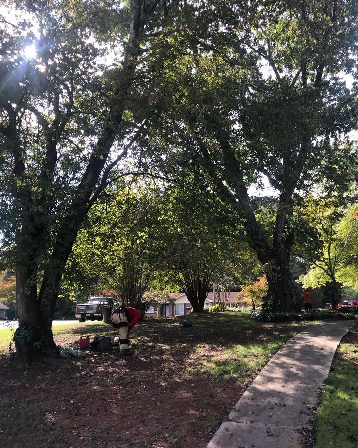 Grizzly Tree Experts | Tree Service | Woodstock, Kennesaw & Acworth ...