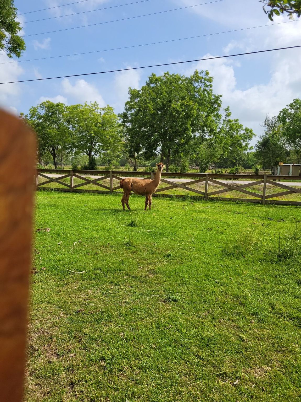 Exotic Animal Auction, Alternative Auctions, East Texas Livestock ...