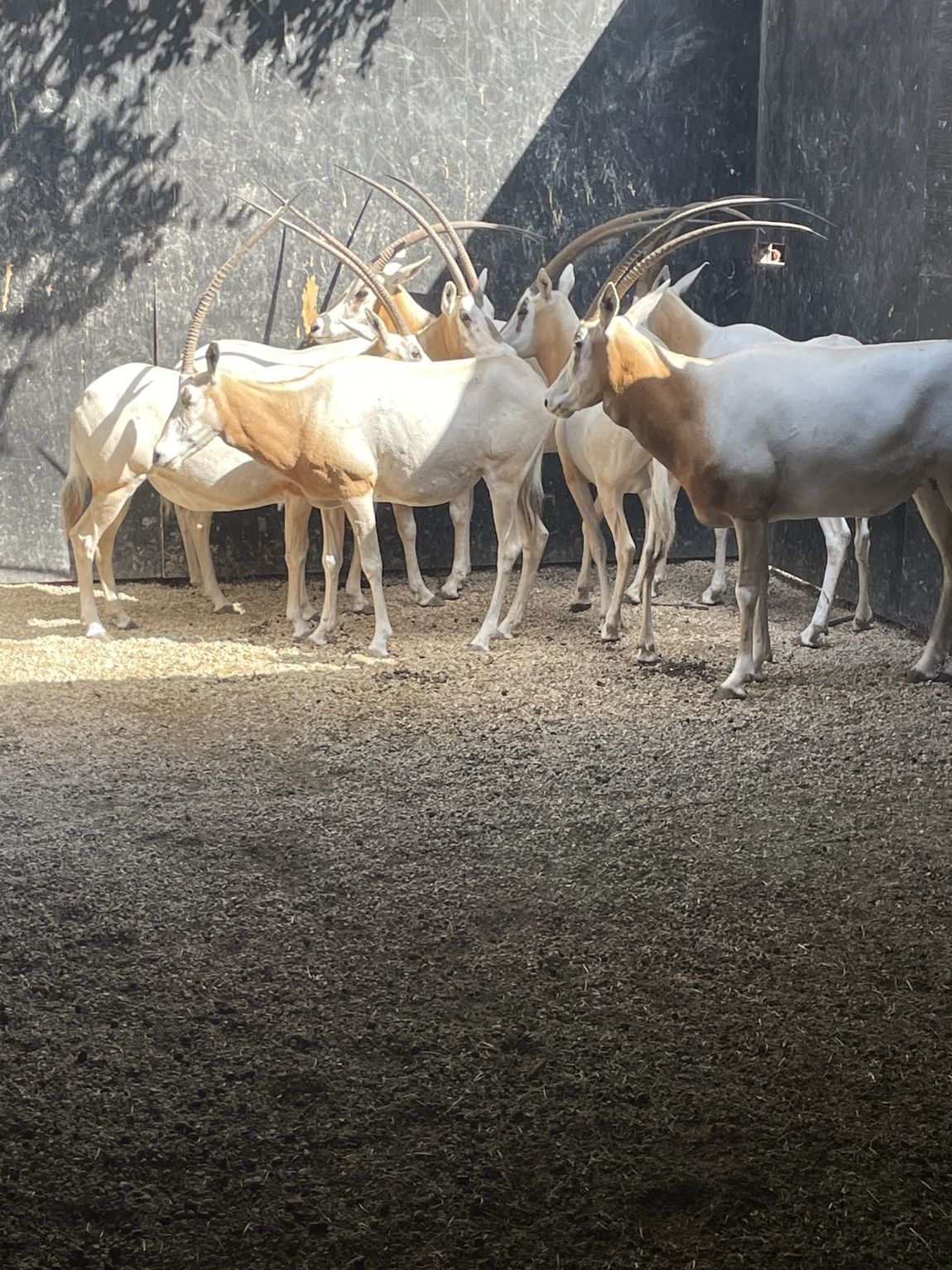 Exotic Animal Auction, Alternative Auctions, East Texas Livestock ...