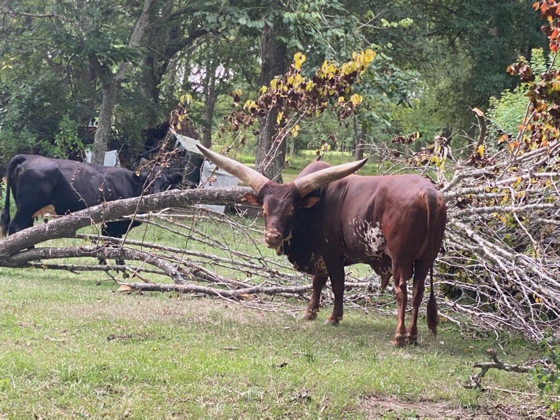 Exotic Animal Auction, Alternative Auctions, East Texas Livestock ...