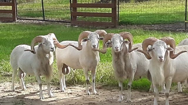 Exotic Animal Auction, Alternative Auctions, East Texas Livestock ...