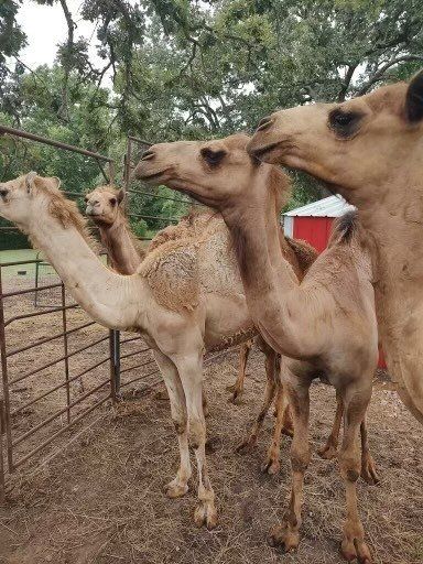 Exotic Animal Auction, Alternative Auctions, East Texas Livestock ...