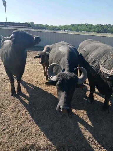 Exotic Animal Auction, Alternative Auctions, East Texas Livestock ...