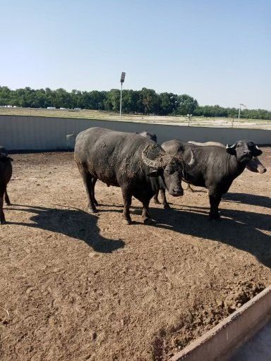 Exotic Animal Auction, Alternative Auctions, East Texas Livestock ...