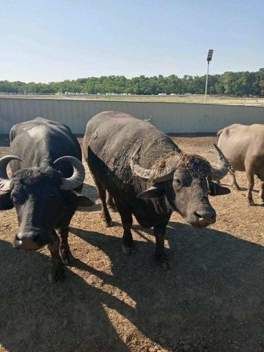 Exotic Animal Auction, Alternative Auctions, East Texas Livestock ...