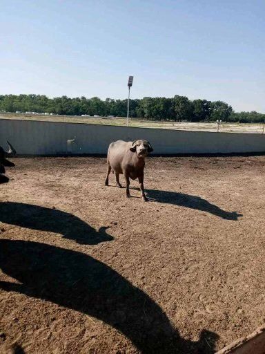 Exotic Animal Auction, Alternative Auctions, East Texas Livestock ...