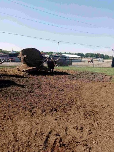 Exotic Animal Auction, Alternative Auctions, East Texas Livestock ...