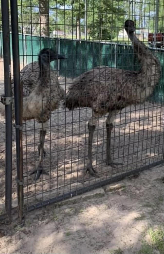 Exotic Animal Auction, Alternative Auctions, East Texas Livestock ...