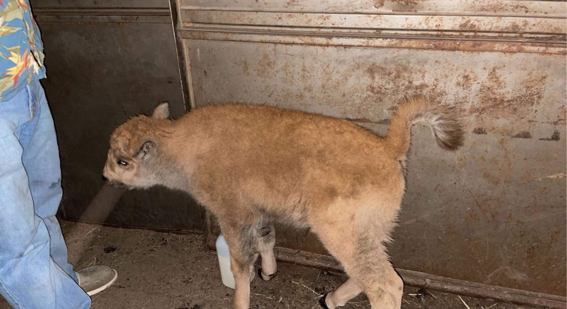 Exotic Animal Auction, Alternative Auctions, East Texas Livestock ...