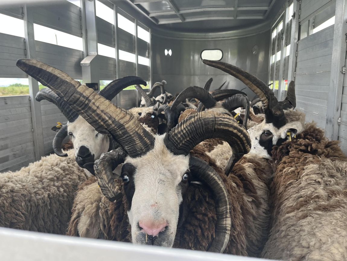 Exotic Animal Auction, Alternative Auctions, East Texas Livestock ...