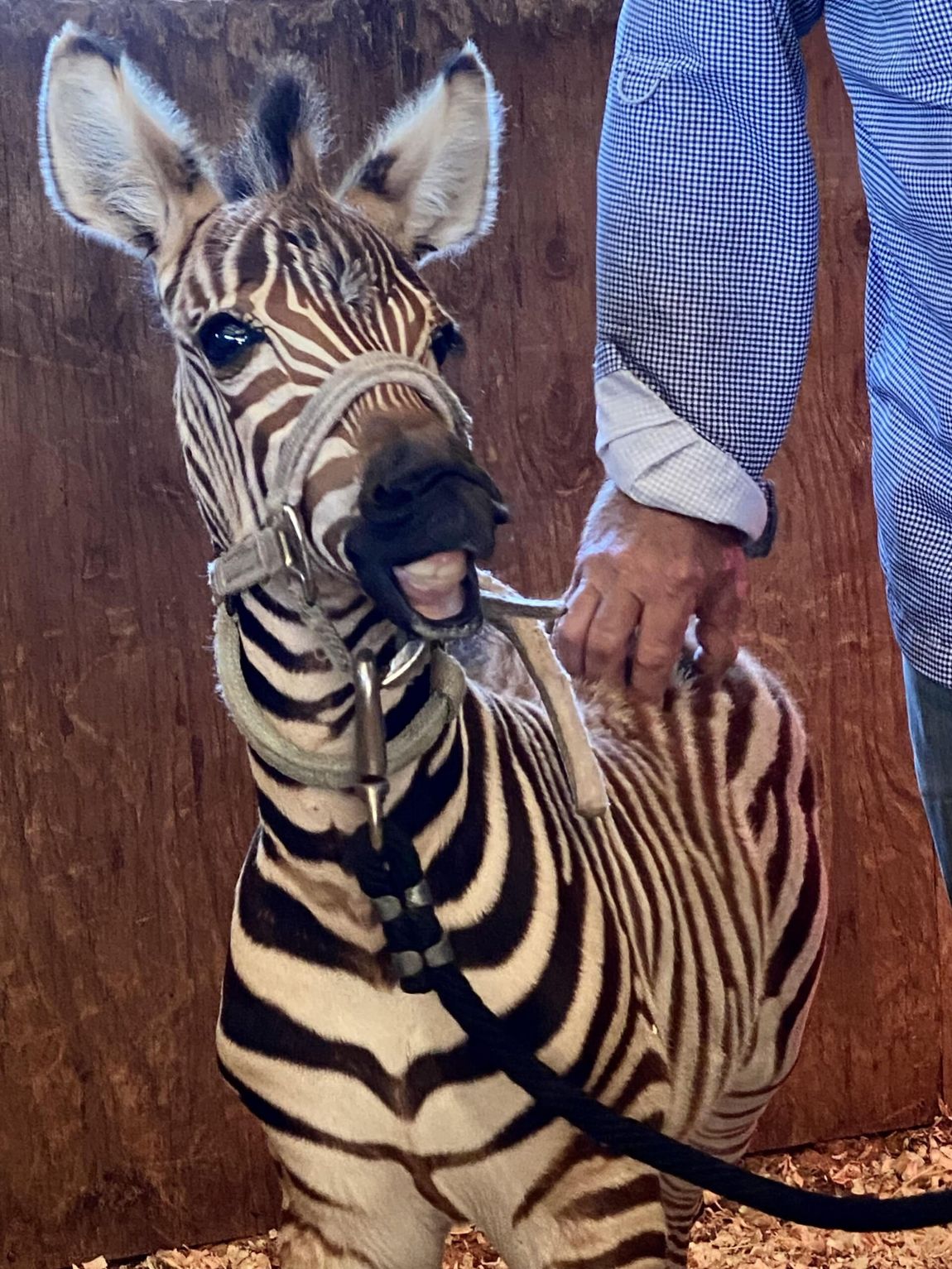 Exotic Animal Auction, Alternative Auctions, East Texas Livestock ...