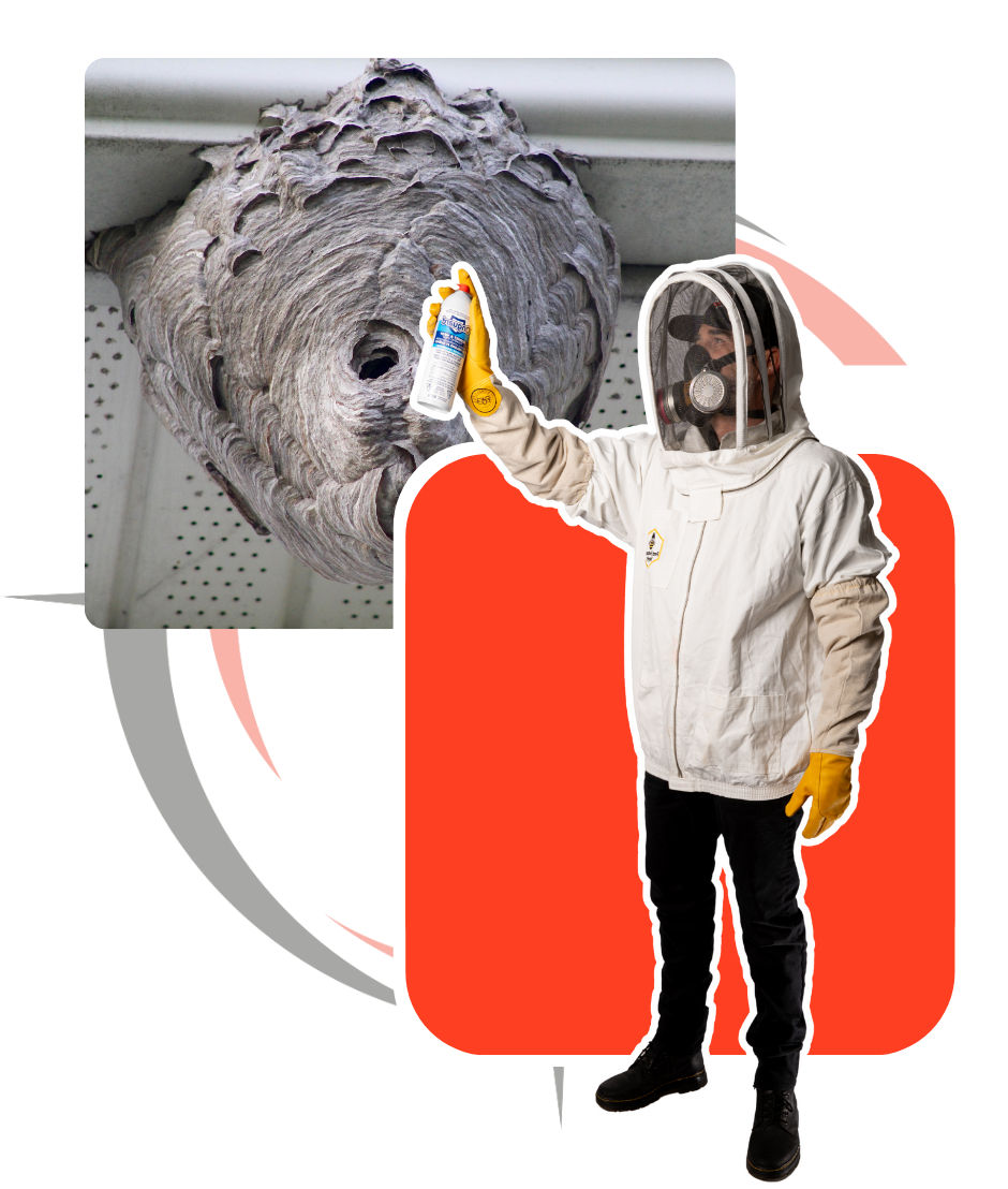 Wasp Control & Wasp Nest Removal | Target Pest Control