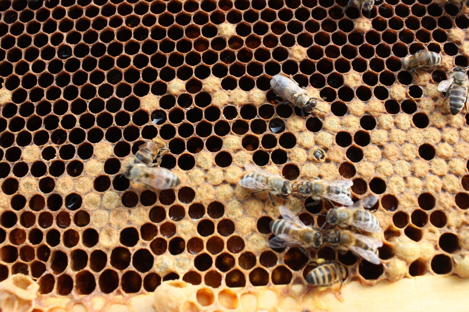 Waarom Nederland Zoemt