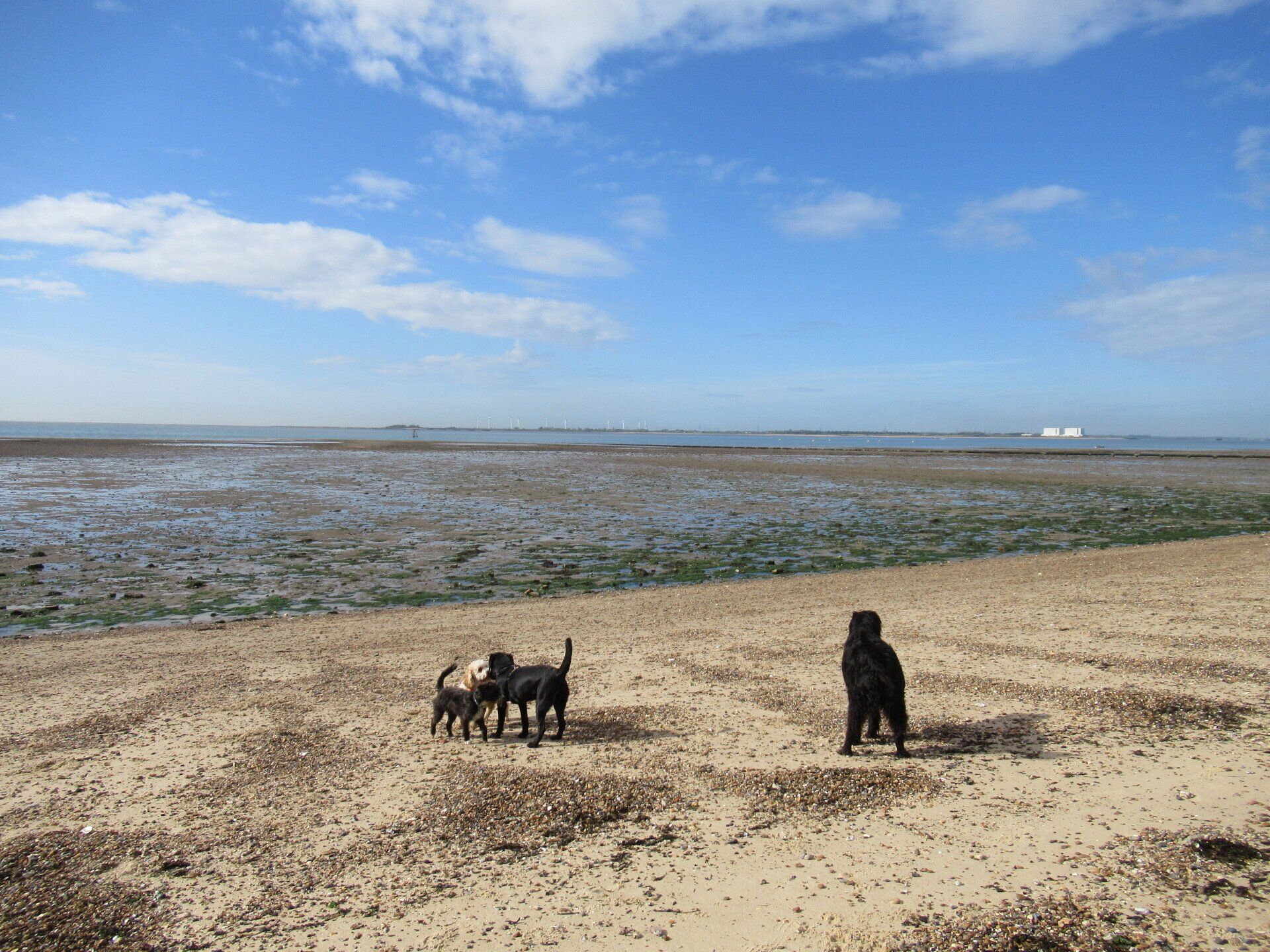 Dog Friendly Colchester