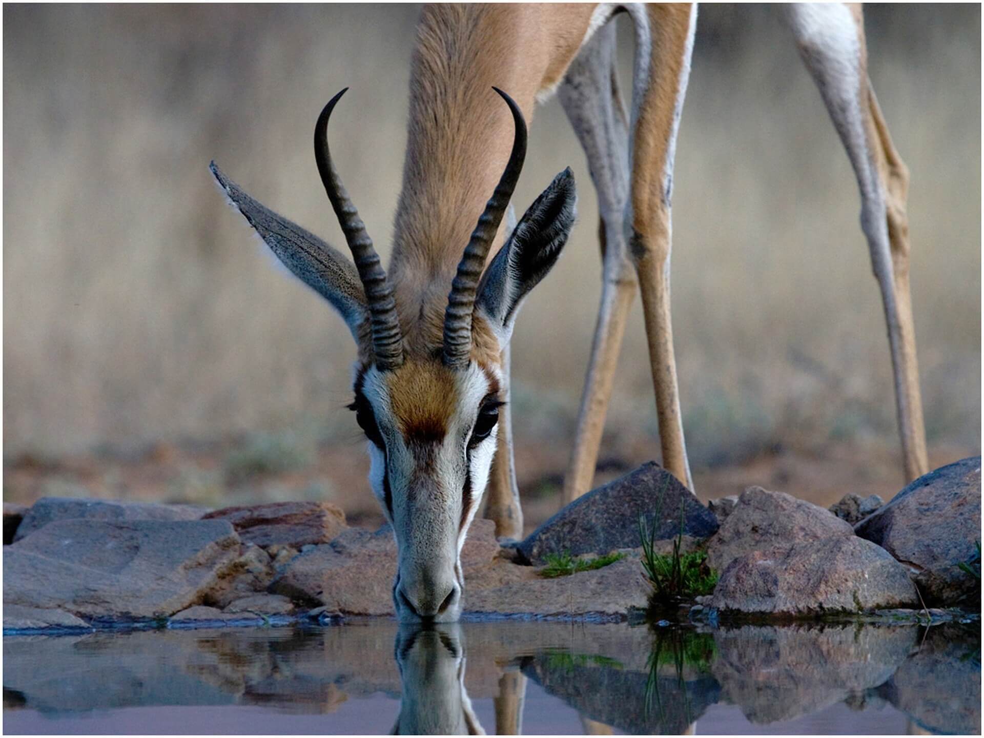Pebble Rock - Golf & Bushveld Estate
