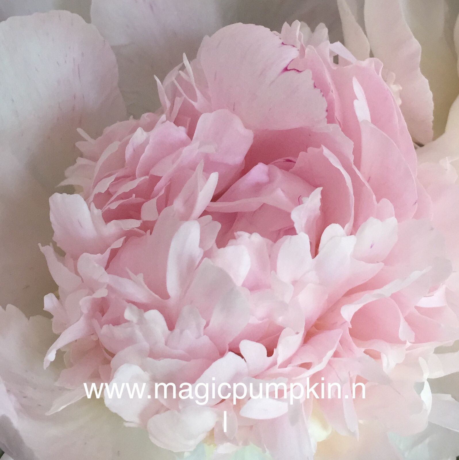 Doterra Petal diffuser | essential oil diffuser