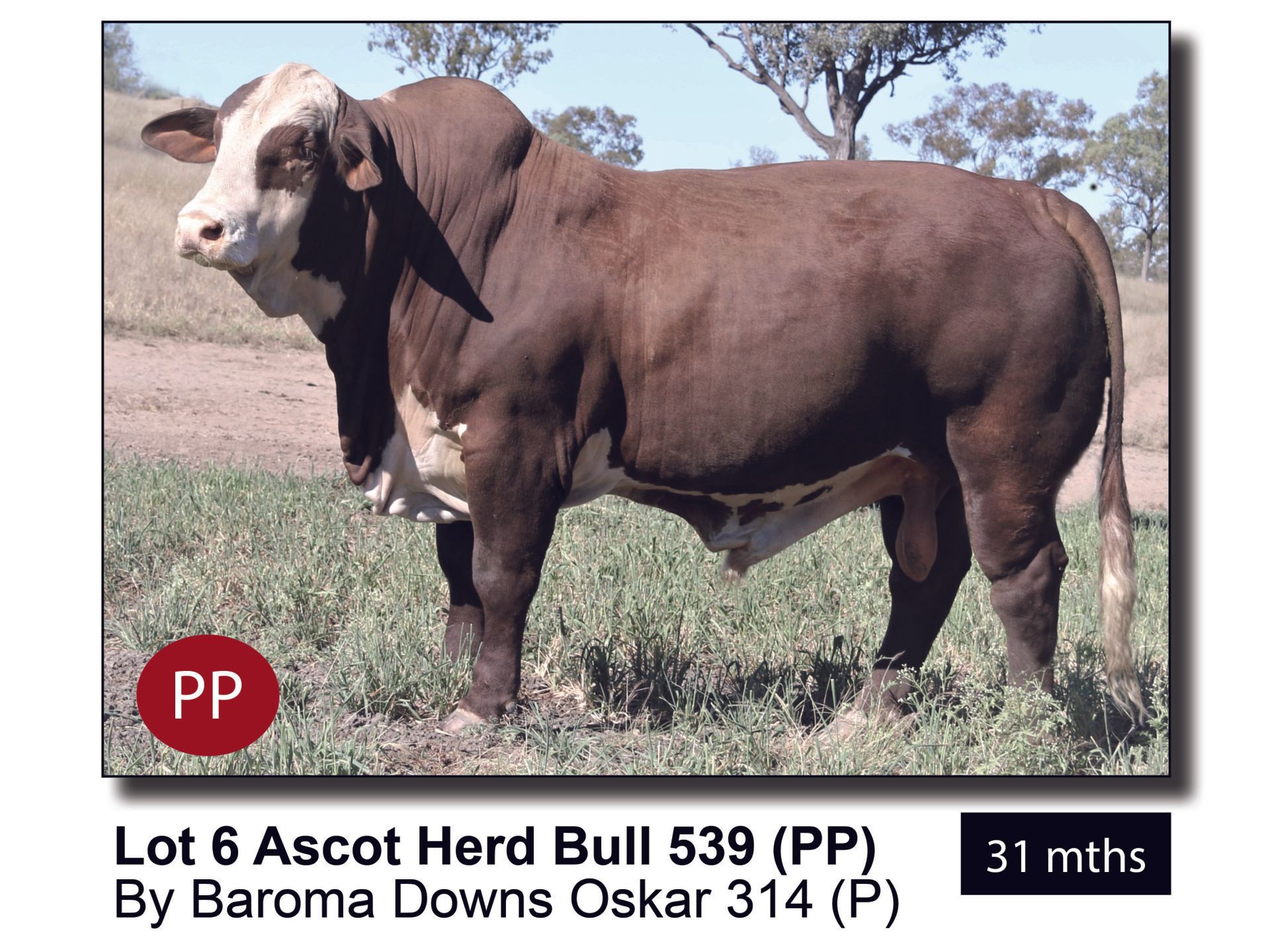 Braford Sales - Ascot Neimen