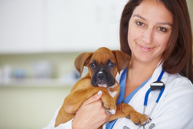 What Does Labored Breathing Look Like In Dogs What Does Labored Breathing Look Like In Dogs