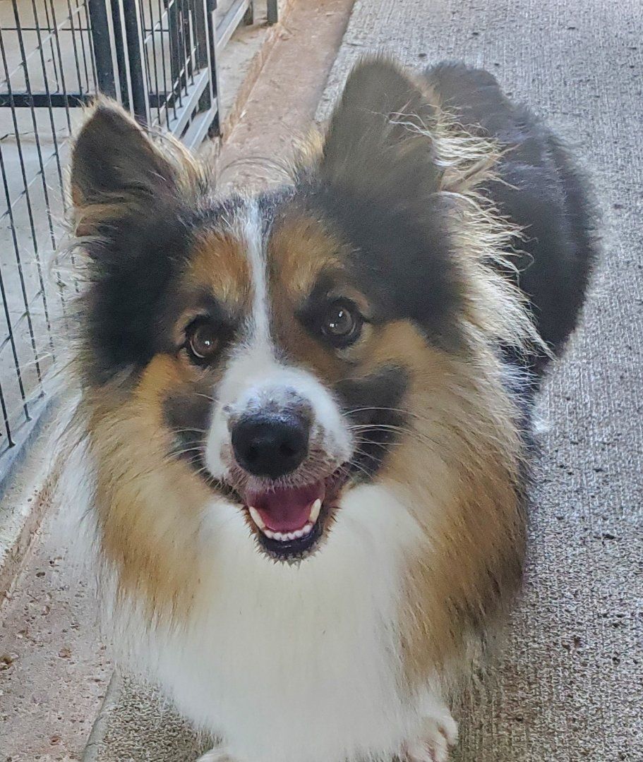 Pembrokes of Walnut Creek | Our Corgi Dogs