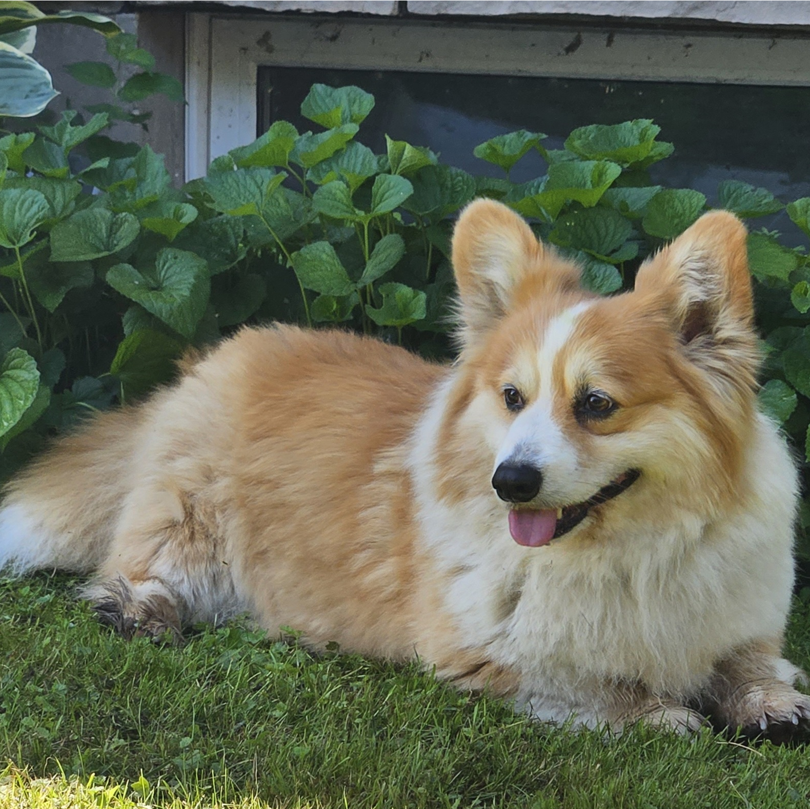 Everything You Need to Know About Fluffy Pembroke Welsh Corgi