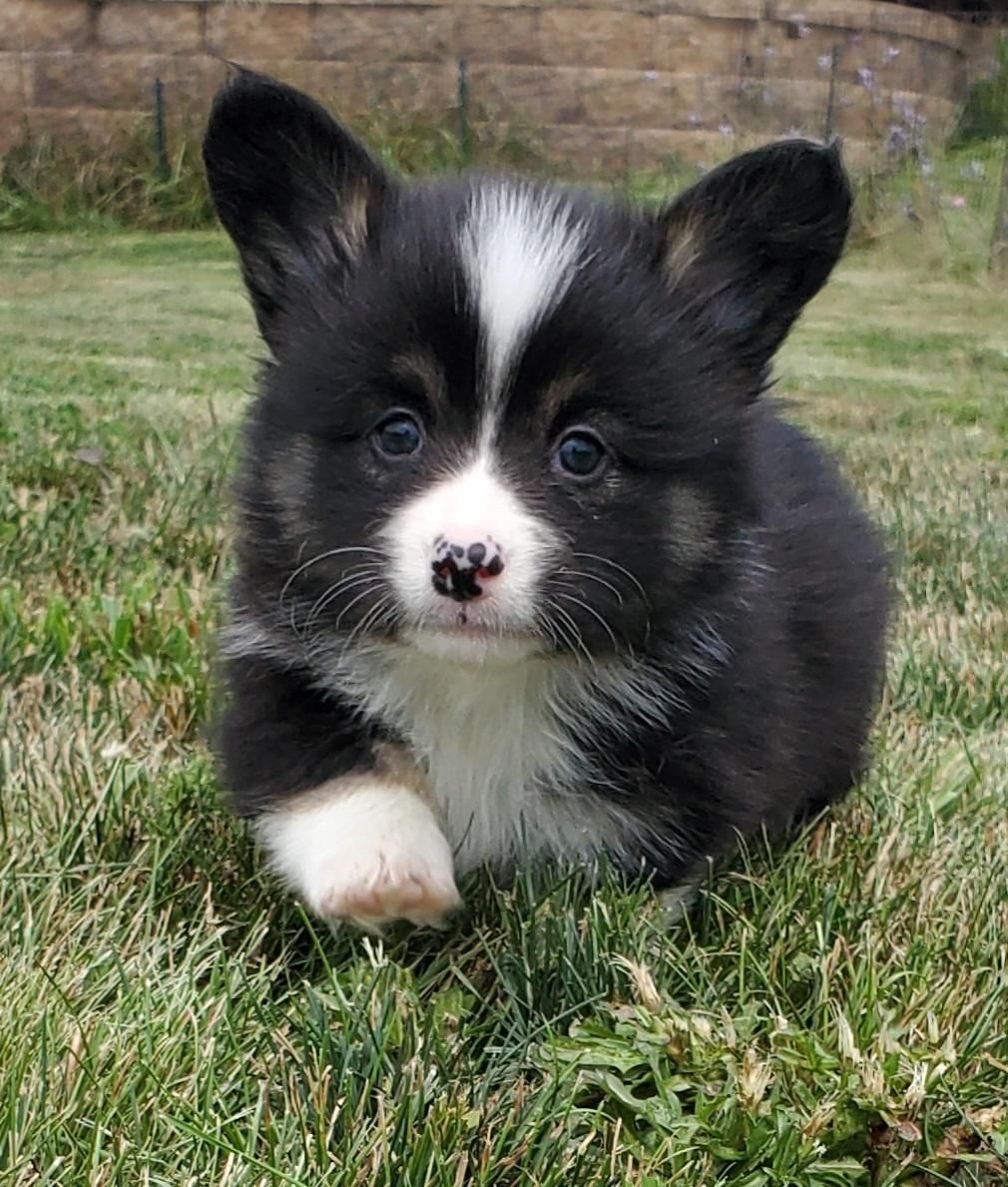 Corgis with Fluffy Butts: A Cute Phenomenon Explained