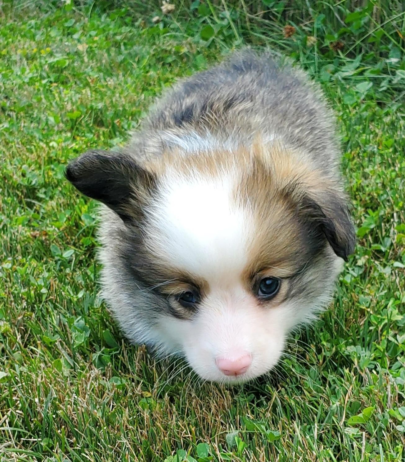 Unraveling the Genetics: What the Fluffy Gene Corgis Means