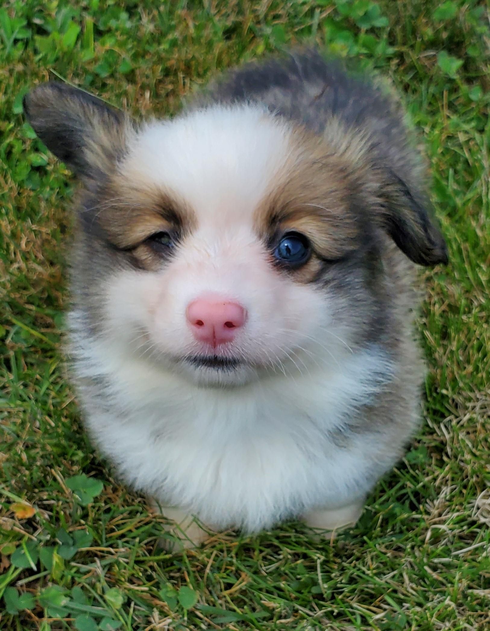 Pembroke Welsh Corgi Fluffies: Uncovering the Fuzzier Side of the