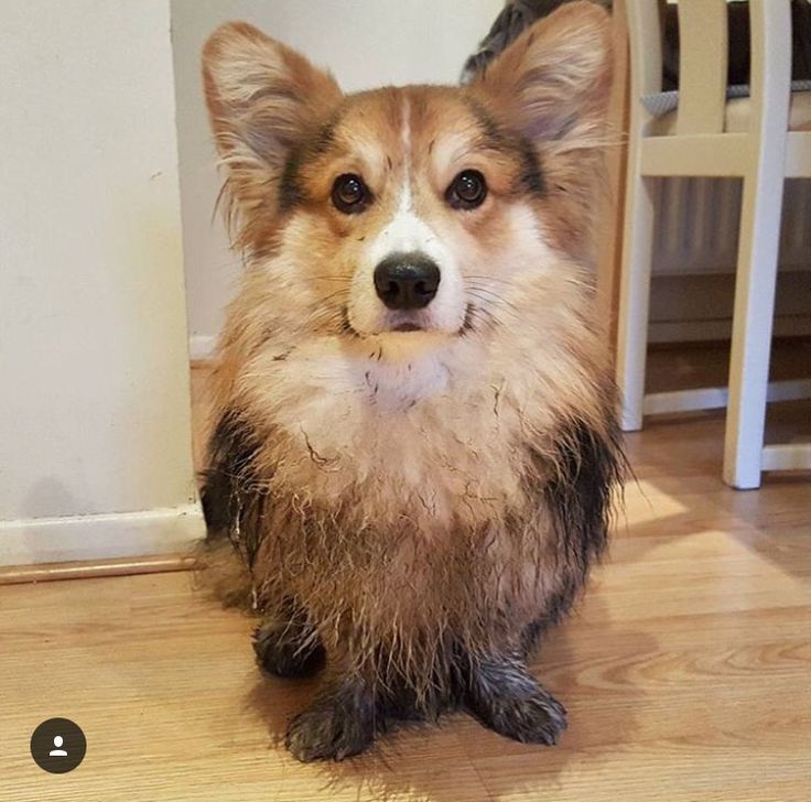 Styling Tips for Maintaining a Corgi's Fluffy Coat