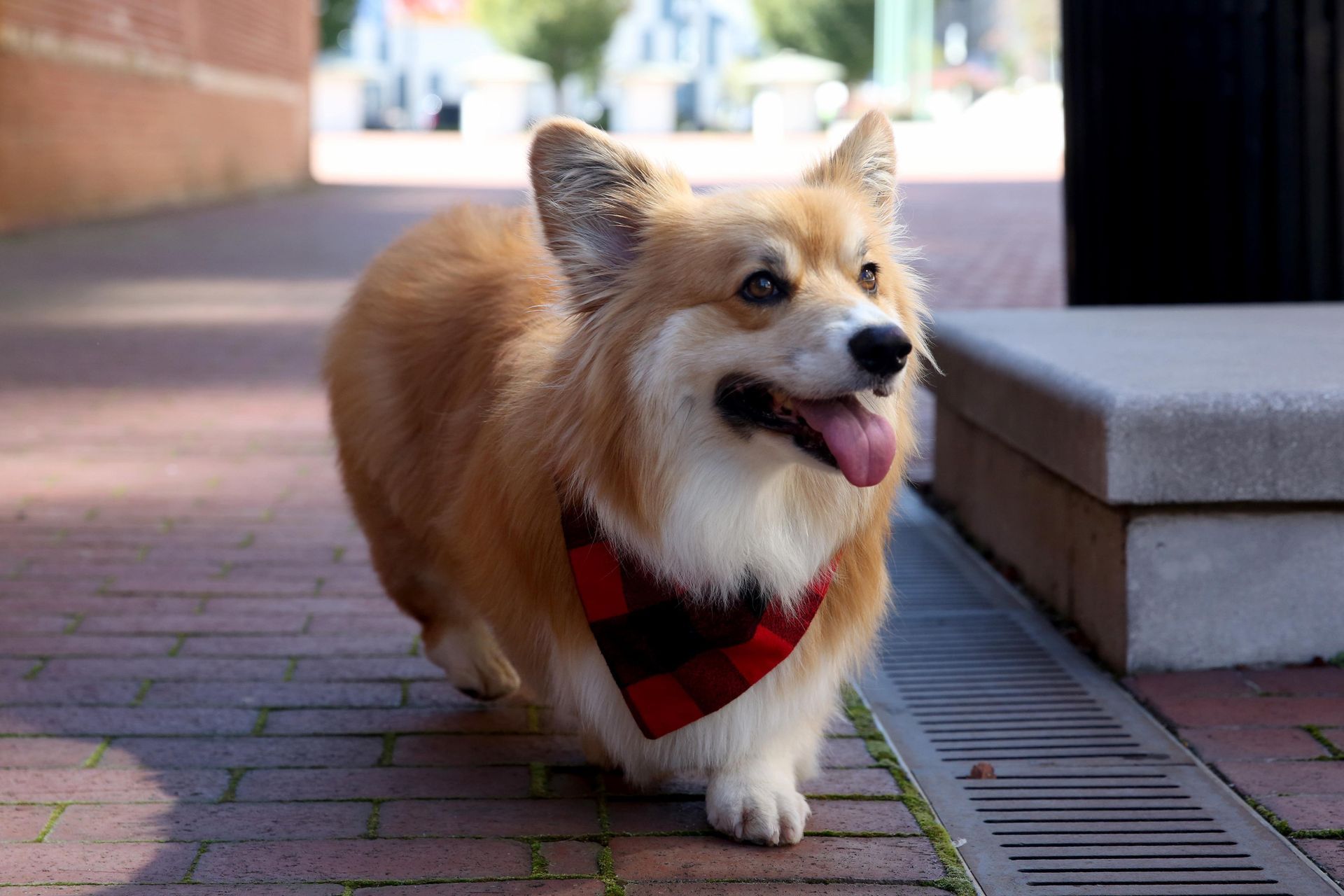 The Secrets Behind the Fluffy Coat Corgi: What Makes Them So