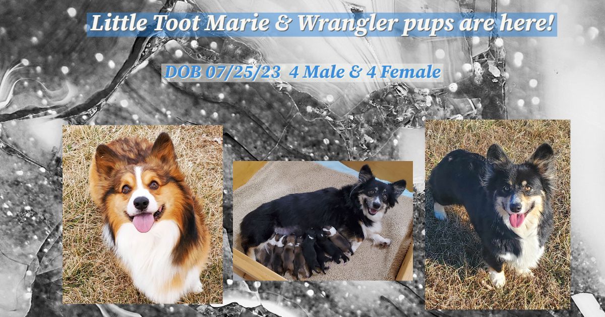 Pembroke Welsh Corgi Puppies for Sale in Missouri