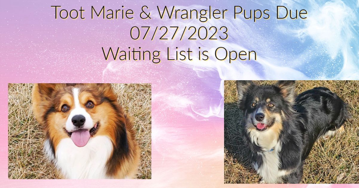 Pembrokes of Walnut Creek | Pembroke Welsh Corgi Puppies