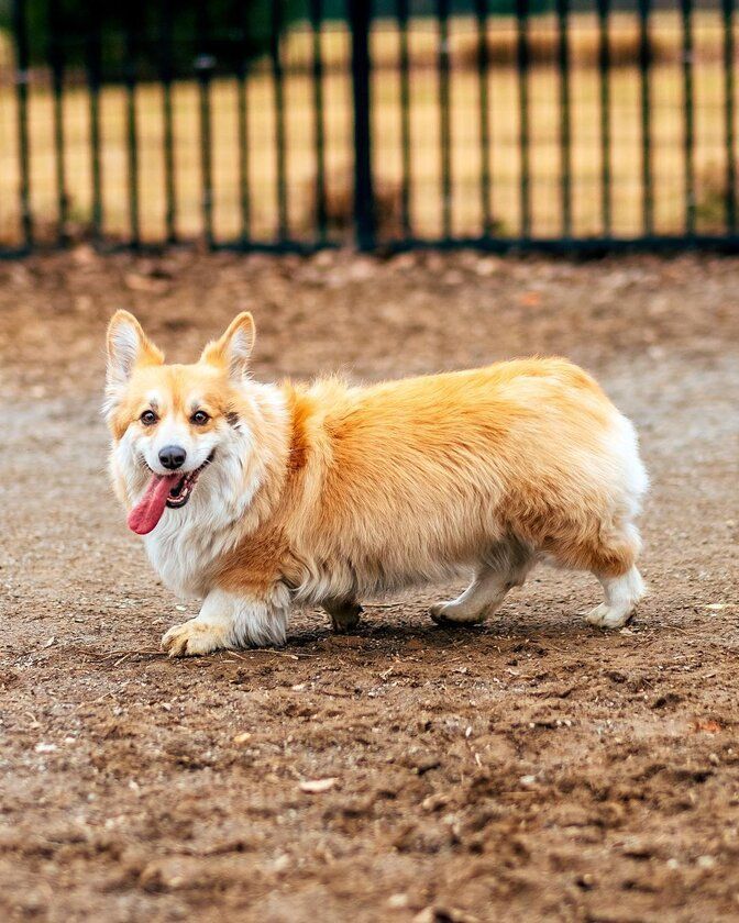 The Allure of the Fluffy Tri Color Corgi: What Sets Them Apart?