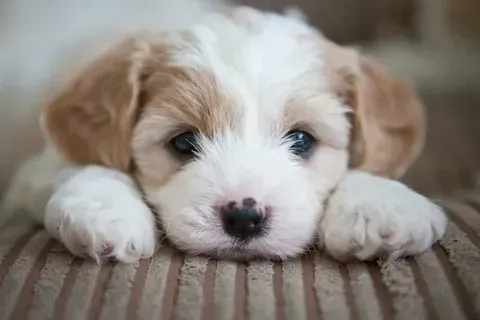 Adorable Shaggy Dog Puppies for Sale: Your Ultimate Guide