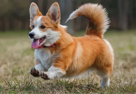 Corgis with Fluffy Butts: A Cute Phenomenon Explained
