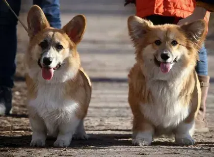 The Science Behind Fluffy Corgi Gene Breeder
