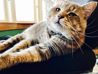 Spokane Cat Clinic - Cat / Feline Veterinarian - Spokane, WA