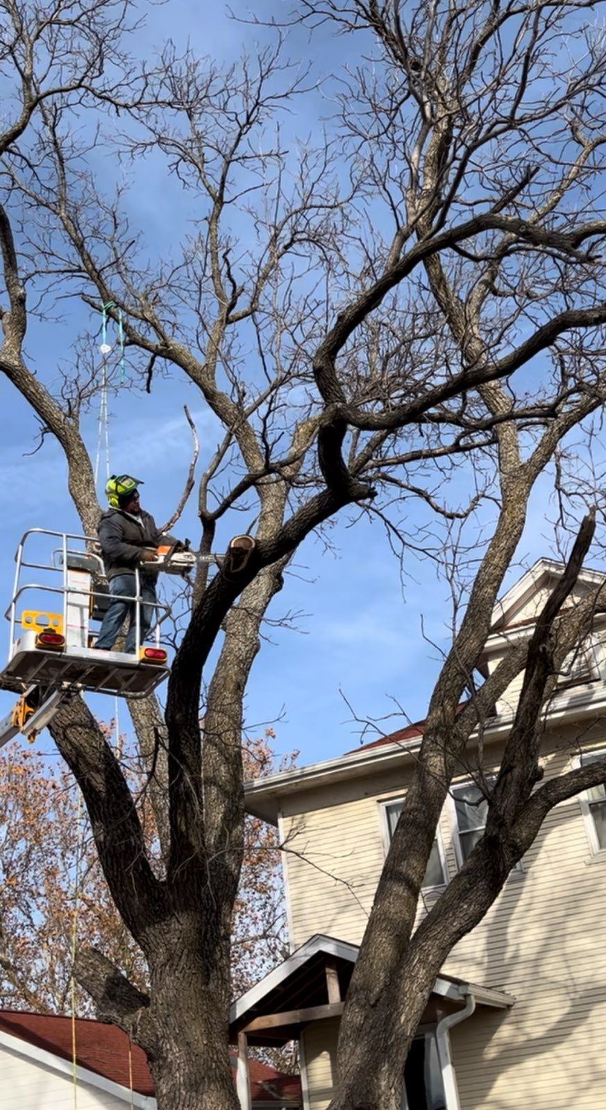 Residential Tree Pruning | SchmiTreez