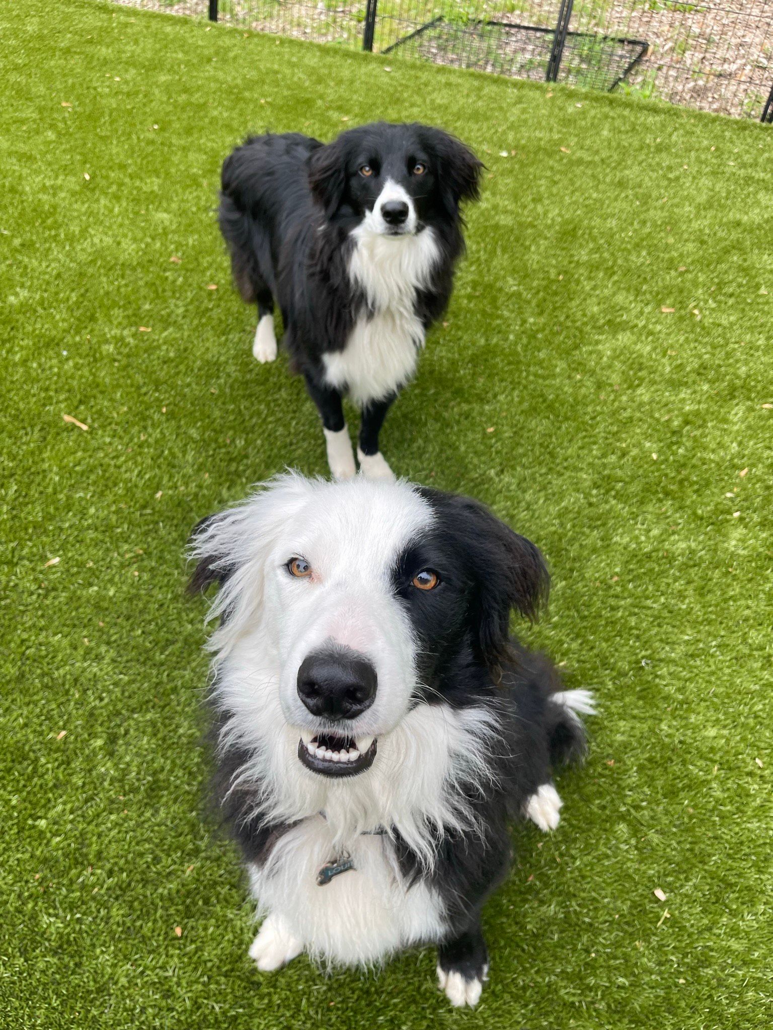 BOARDING SERVICES | Aberdeen Kennels | Frederick, PA