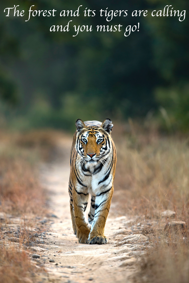 Be Like A Tiger Quotes