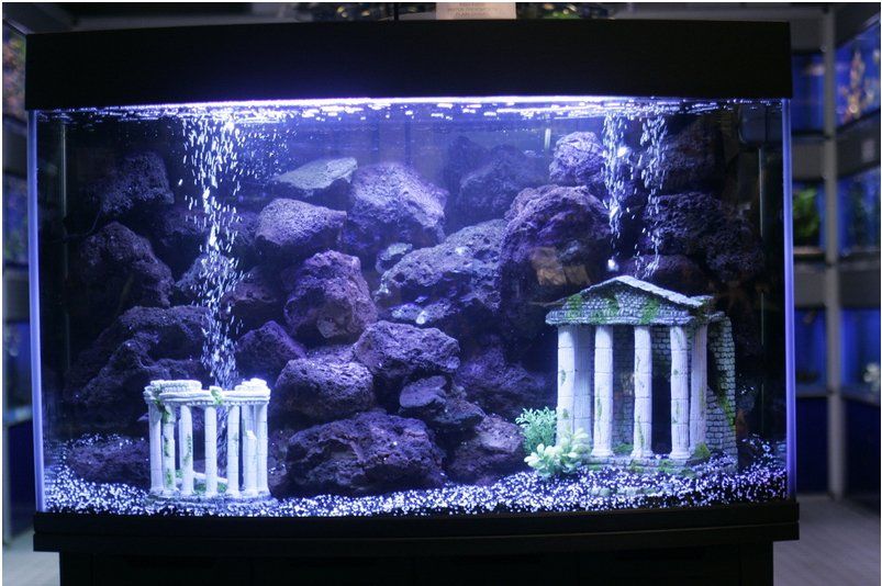 Aquatic gallery | London | Woodford Aquatics