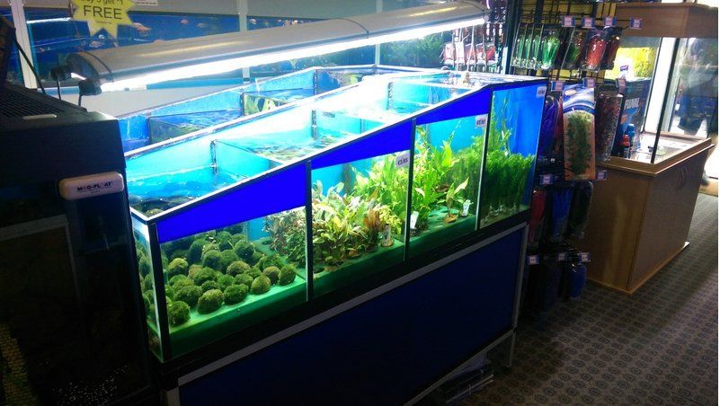 Aquatic gallery | London | Woodford Aquatics