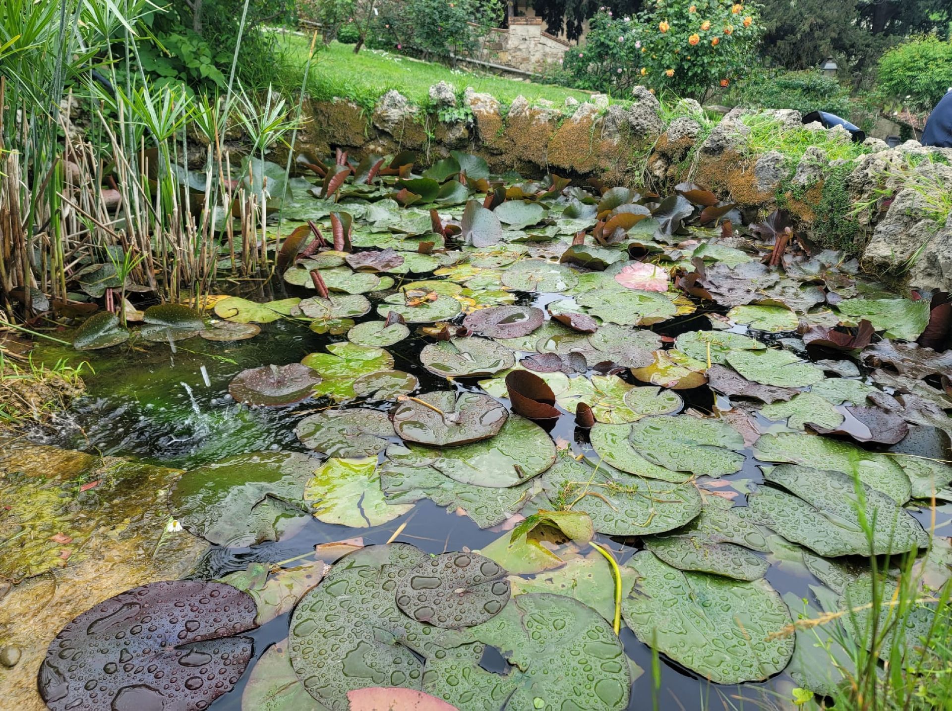 Garden, Fish, & Koi Ponds | Pond Builders Tampa FL