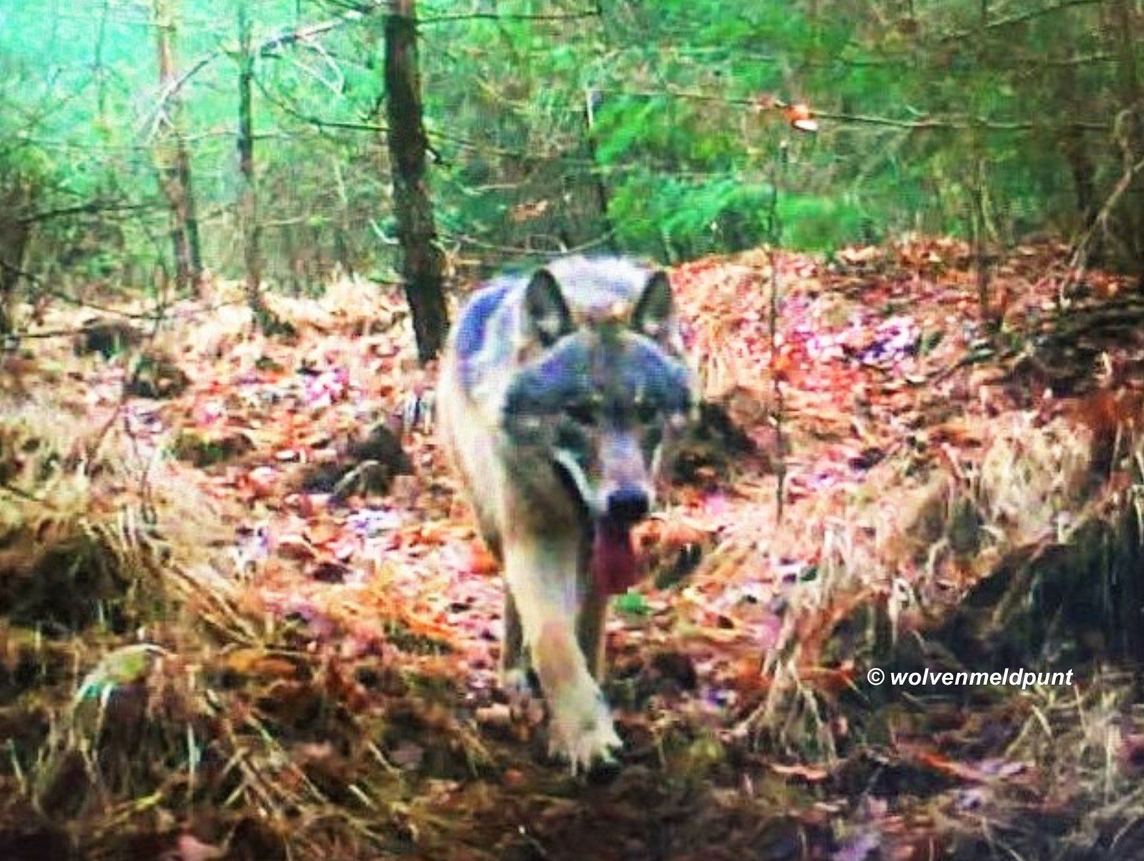 Boswachter Lennard Jasper (Staatsbosbeheer Noord Veluwe) : "Met de komst van de wolf is de ...