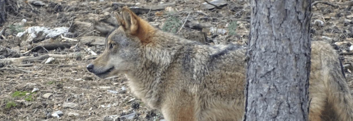 WOLF FENCING: Bescherm je vee, dan bescherm je de wolf!