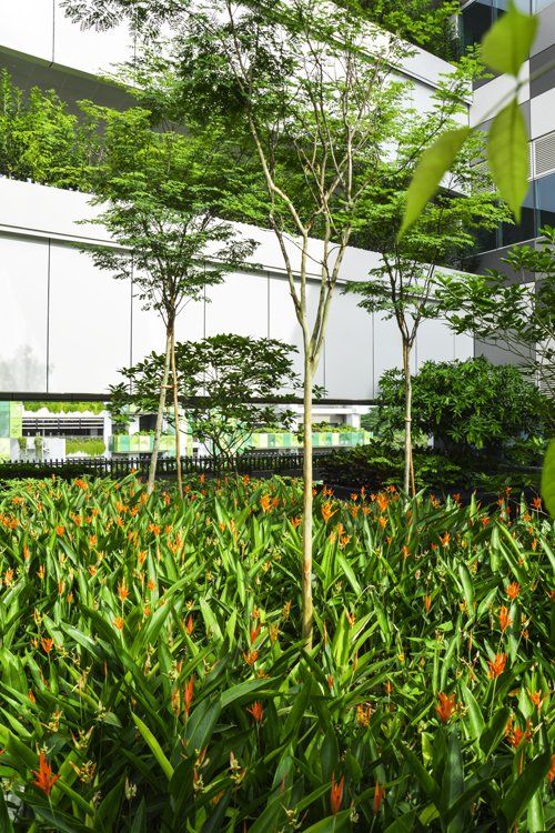 CleanTech Two @ CleanTech Park - Level 4 Roof Top Garden