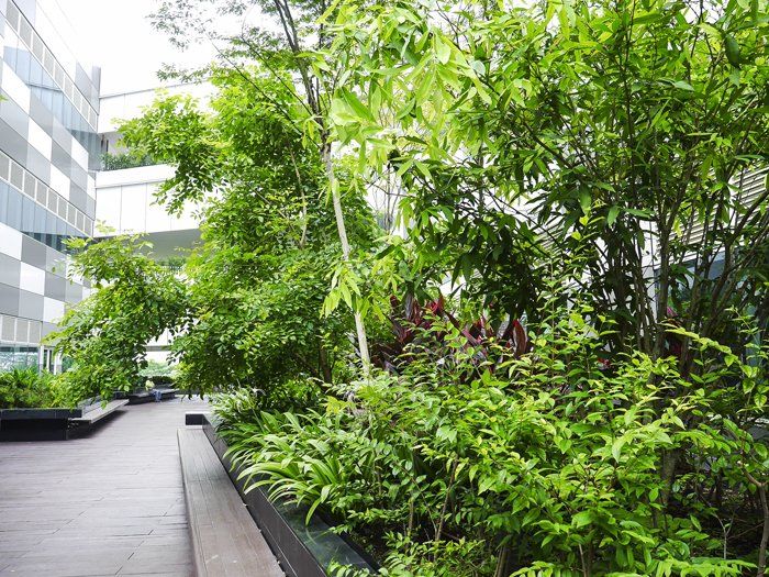 CleanTech Two @ CleanTech Park - Level 4 Roof Top Garden