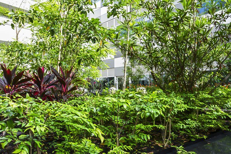 CleanTech Two @ CleanTech Park - Level 4 Roof Top Garden