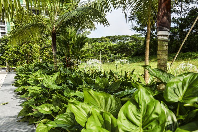 CleanTech Two @ CleanTech Park - Level 4 Roof Top Garden