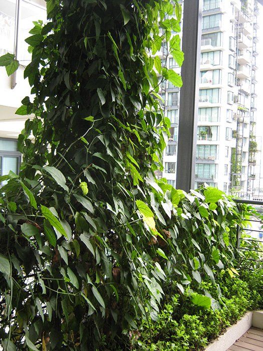 Park Hotel Alexandria - Proprietary freestanding modular green wall system